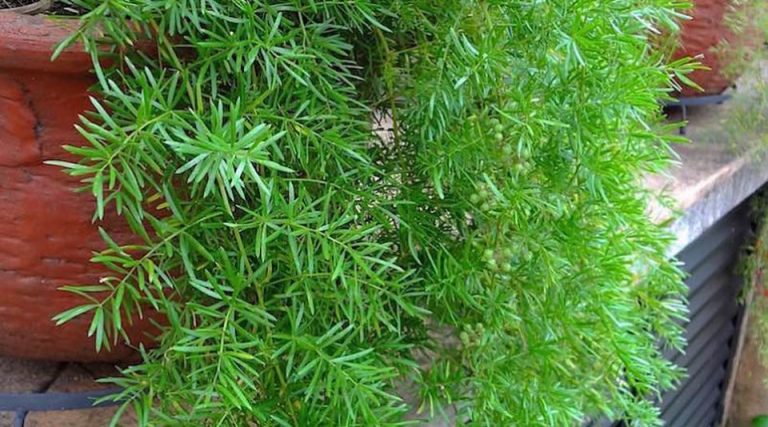 Aspargo-ornamental (Asparagus spp.- c. 200 esp.) – Cluny