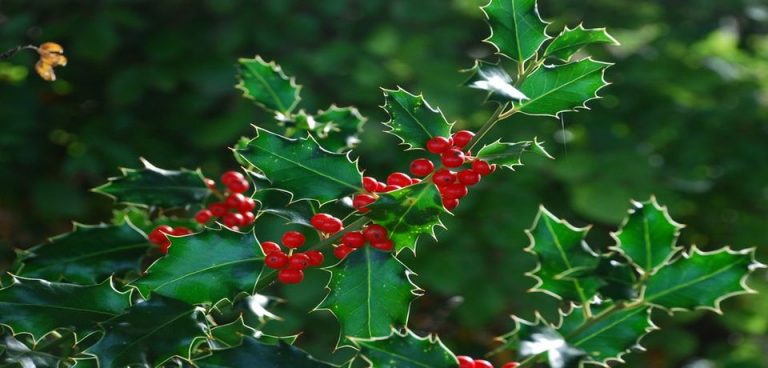 Azevinho (Ilex aquifolium) – Cluny