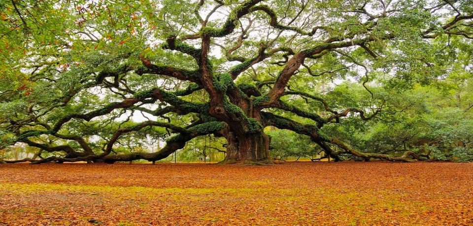Carvalho (Quercus spp. – c. 600 esp.) – Cluny