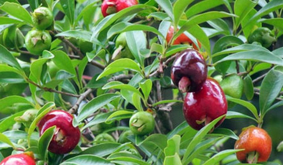 Cereja-do-rio-grande (Eugenia involucrata) – Cluny