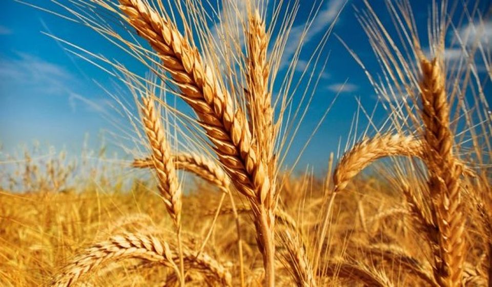 Cevada (Hordeum vulgare) – Cluny