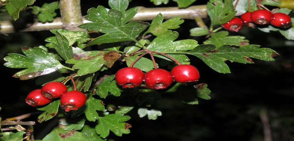 Espinheiro-branco (Crataegus spp. – c. 200 esp.) – Cluny