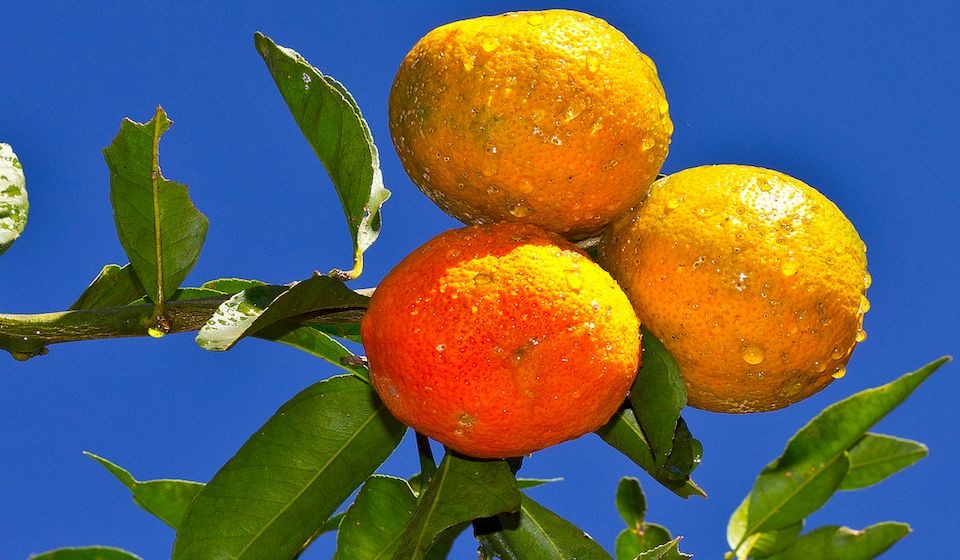 Limão-cravo (Citrus limonia) – Cluny