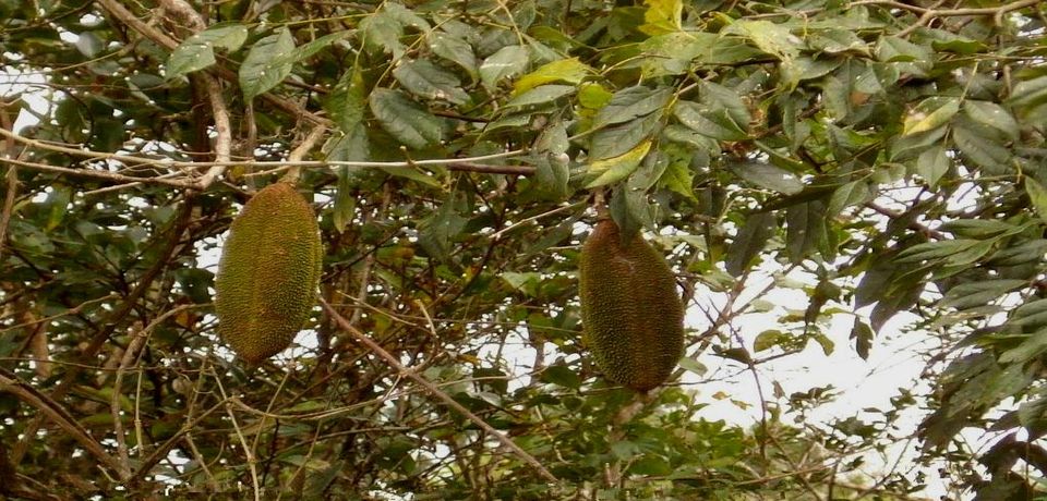 Pente-de-macaco (Amphilophium crucigerum) – Cluny